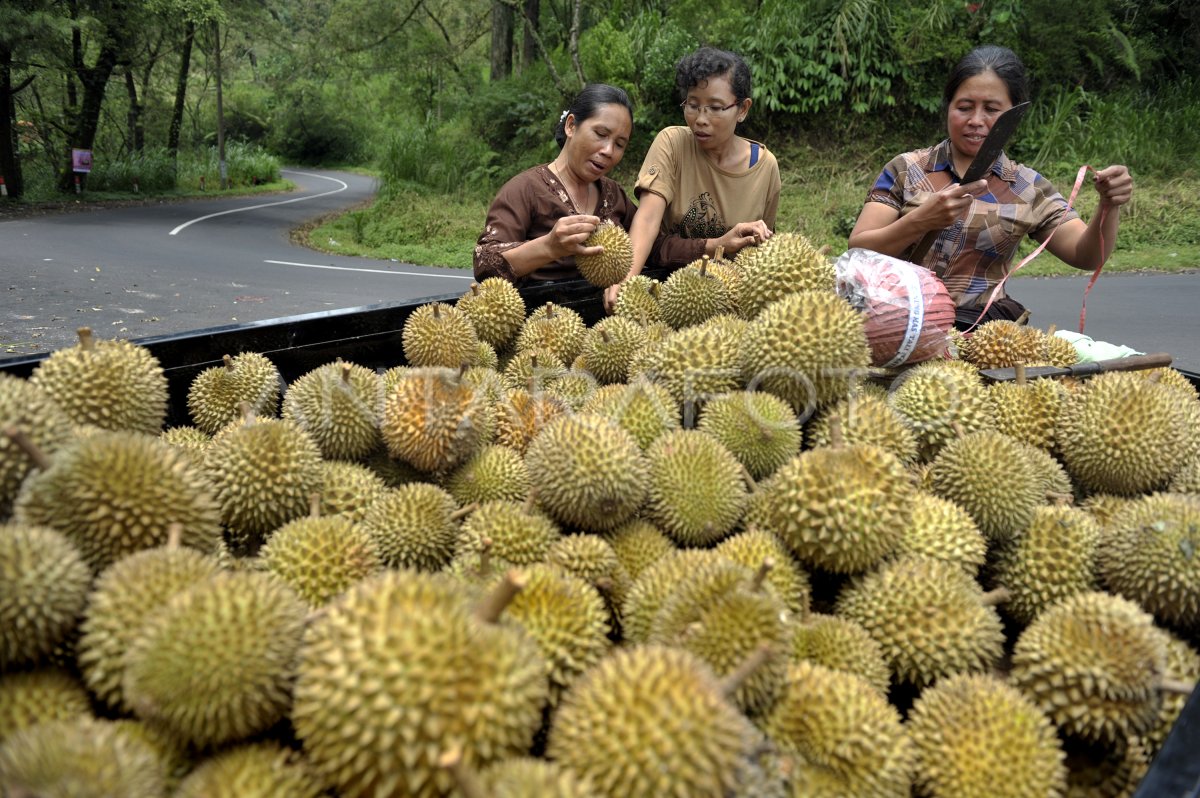 PANEN DURIAN MELIMPAH | ANTARA Foto