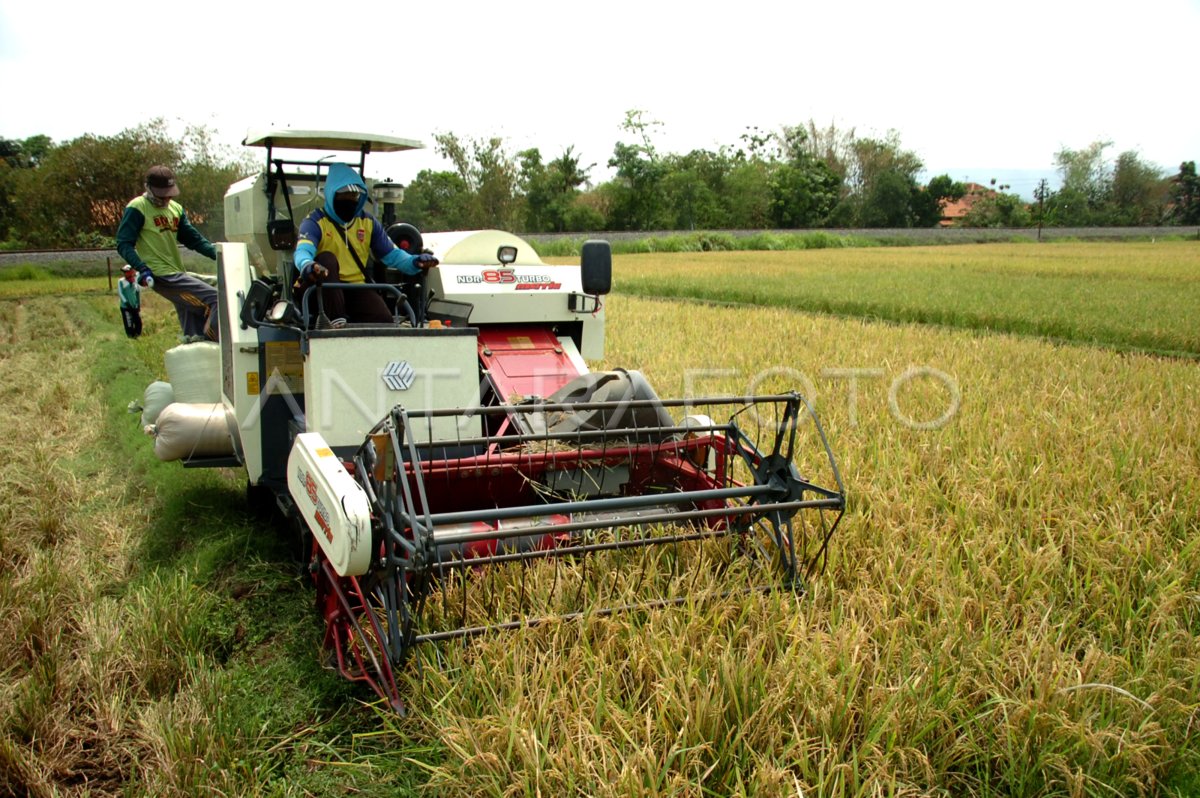 MESIN PANEN PADI | ANTARA Foto