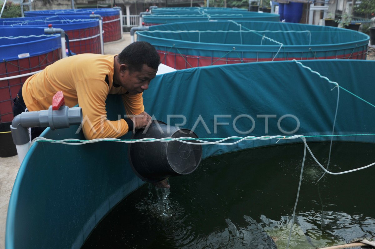 LELE FISH CULTIVATION WITH BIOFLOK SYSTEM | ANTARA Foto LELE FISH CULTIVATION WITH BIOFLOK SYSTEM | ANTARA Foto