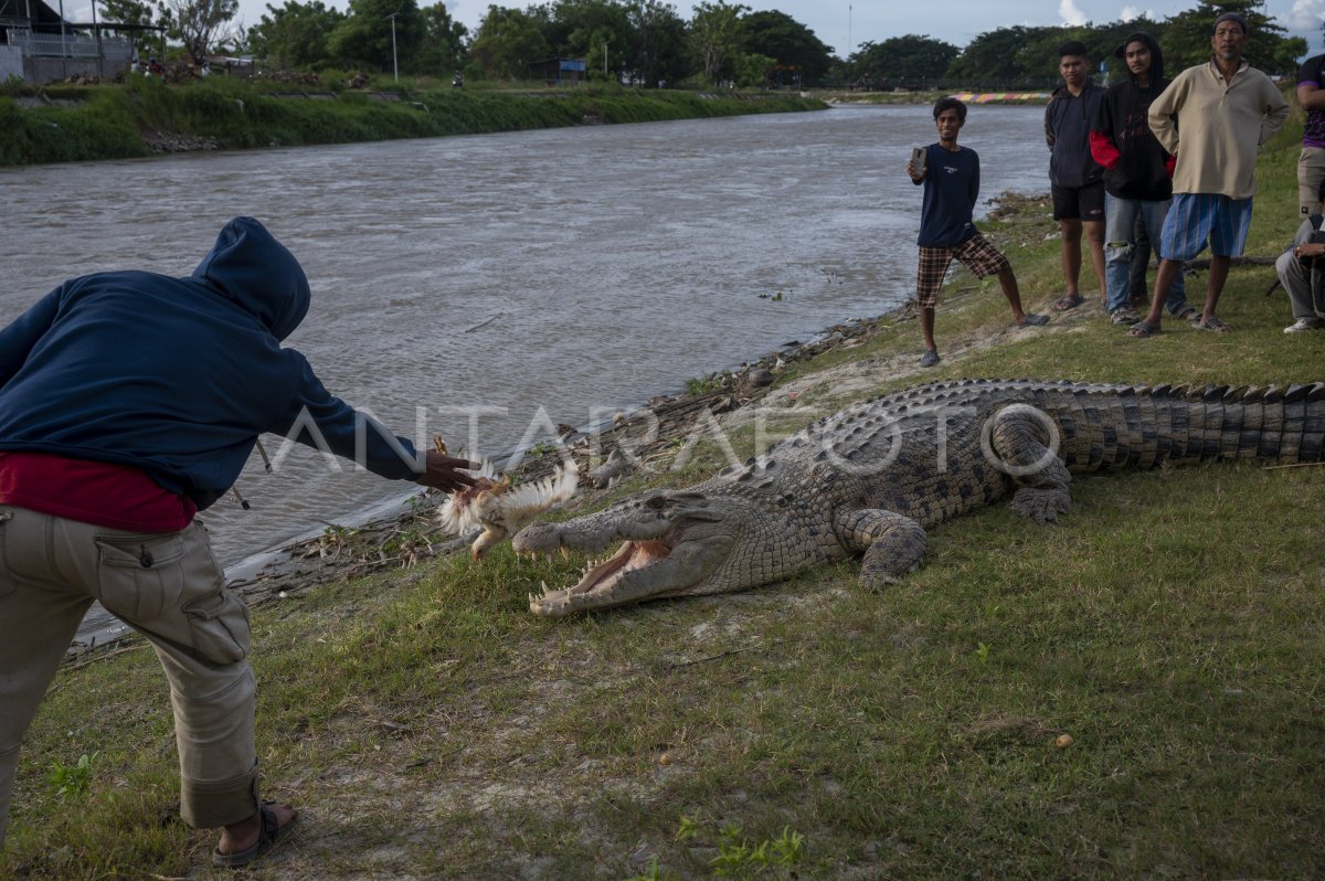 BUAYA LIAR TARIK PERHATIAN WARGA | ANTARA Foto