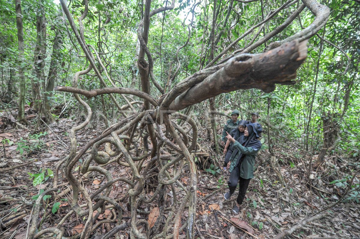 EKOWISATA HUTAN LINDUNG GAMBUT IN JAMBI | ANTARA Foto