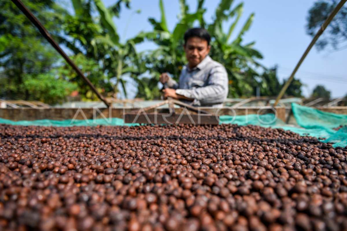 Proyeksi produksi kopi Indonesia | ANTARA Foto Proyeksi produksi kopi Indonesia | ANTARA Foto