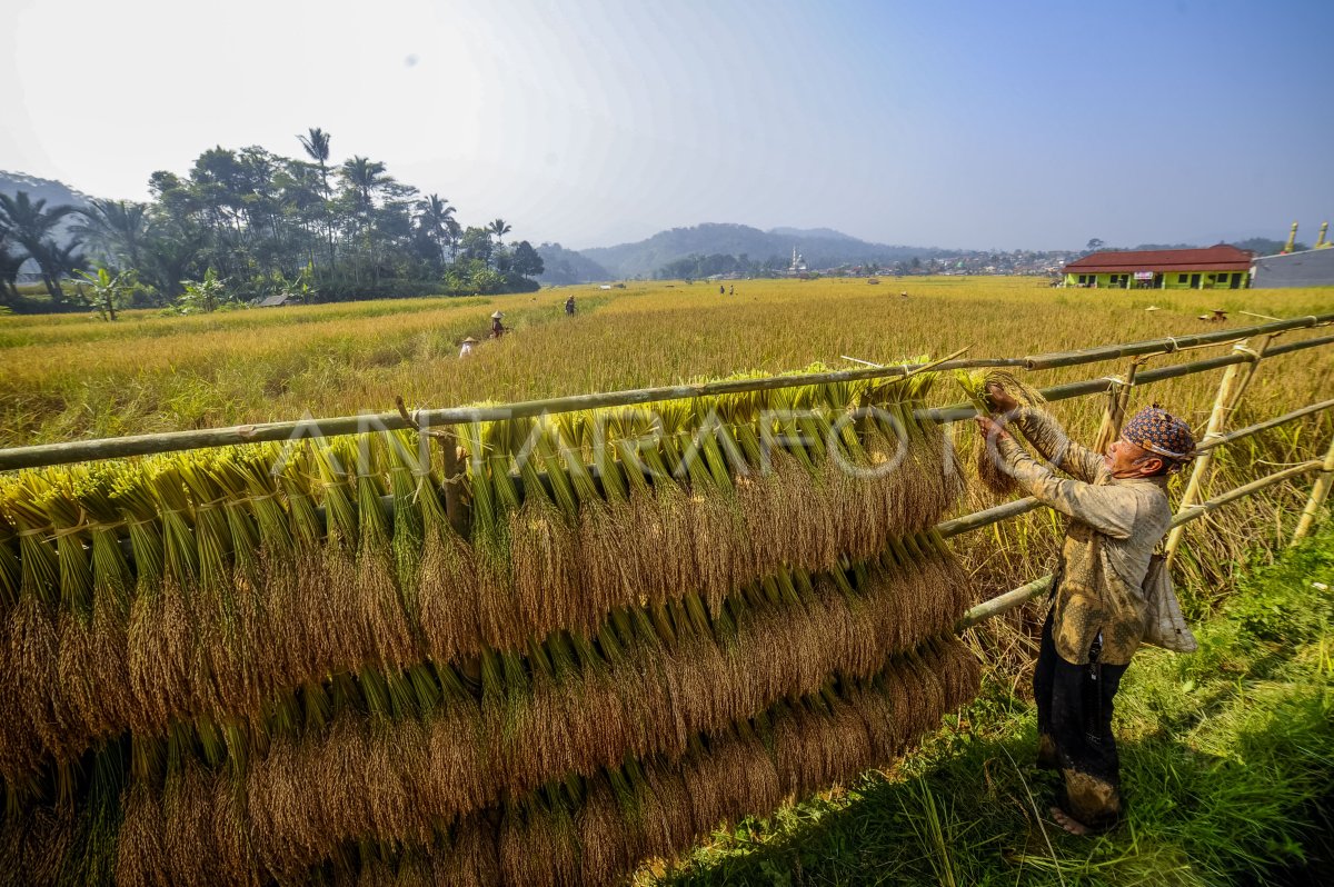 Panen raya padi masyarakat adat Kasepuhan Citorek | ANTARA Foto