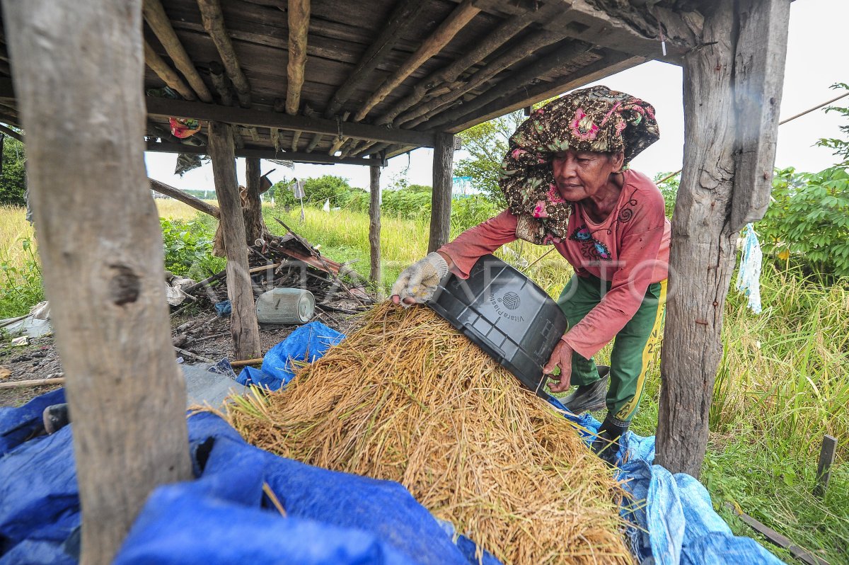 Luas panen padi di Jambi meningkat | ANTARA Foto