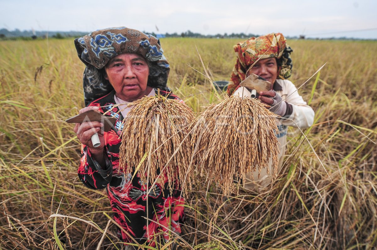 Luas panen padi di Jambi meningkat | ANTARA Foto