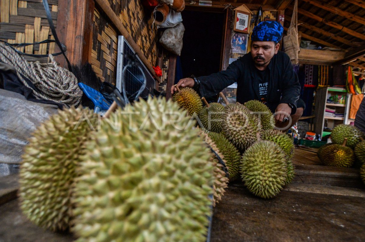 Musim durian di Badui | ANTARA Foto Musim durian di Badui | ANTARA Foto