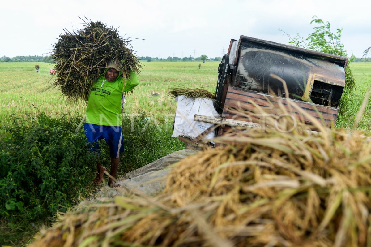 Bulog serap gabah petani hingga 1 juta ton setara beras | ANTARA Foto