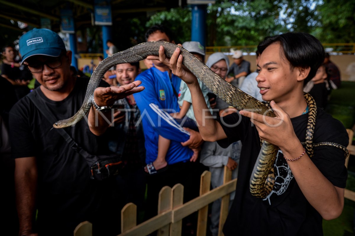 Edukasi hewan reptil di Tangerang | ANTARA Foto