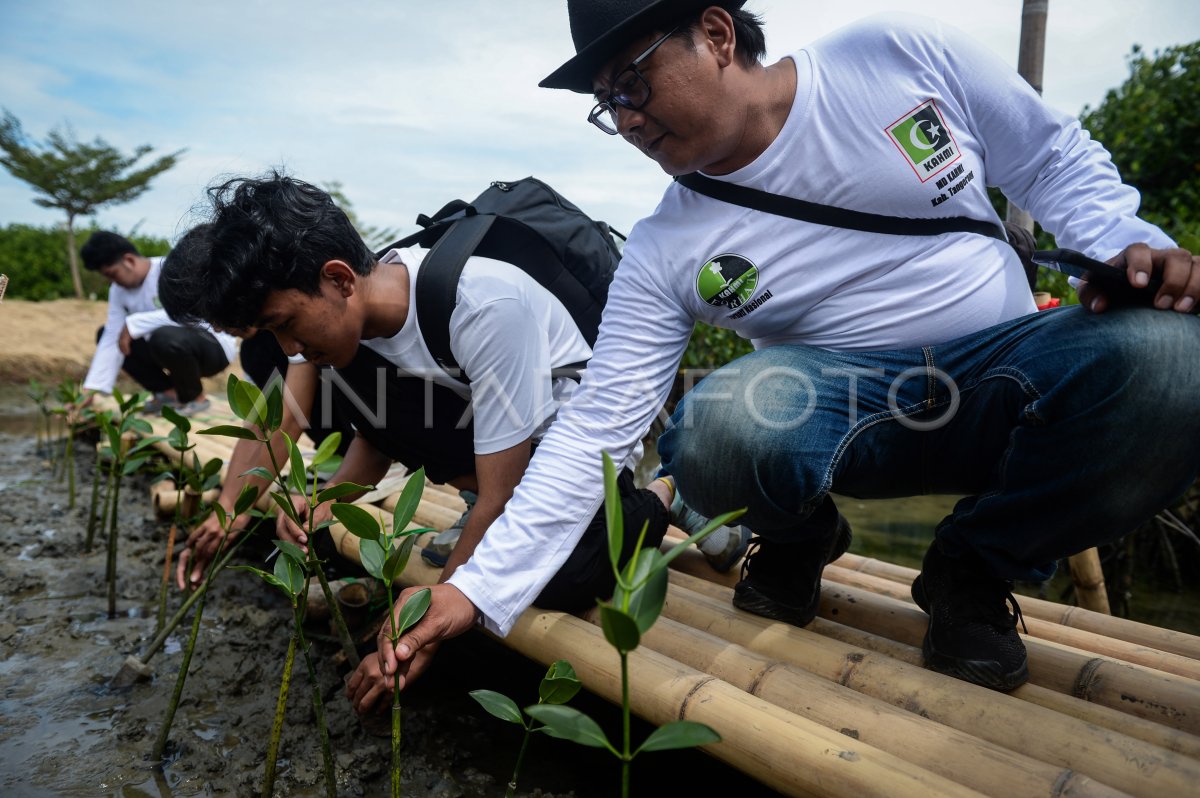 Aksi tanam mangrove di Tangerang | ANTARA Foto