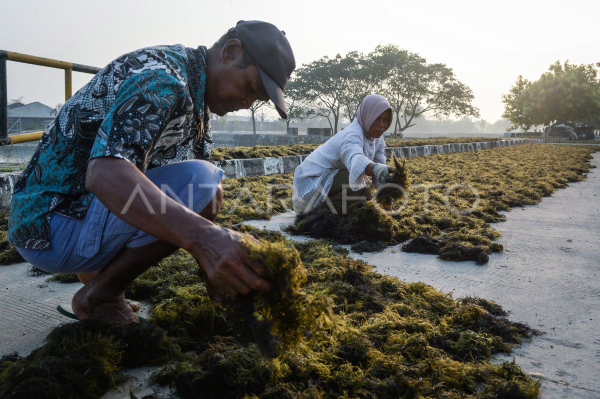 Kementerian Investasi dan Hilirisasi fokuskan pengembangan industri rumput laut | ANTARA Foto