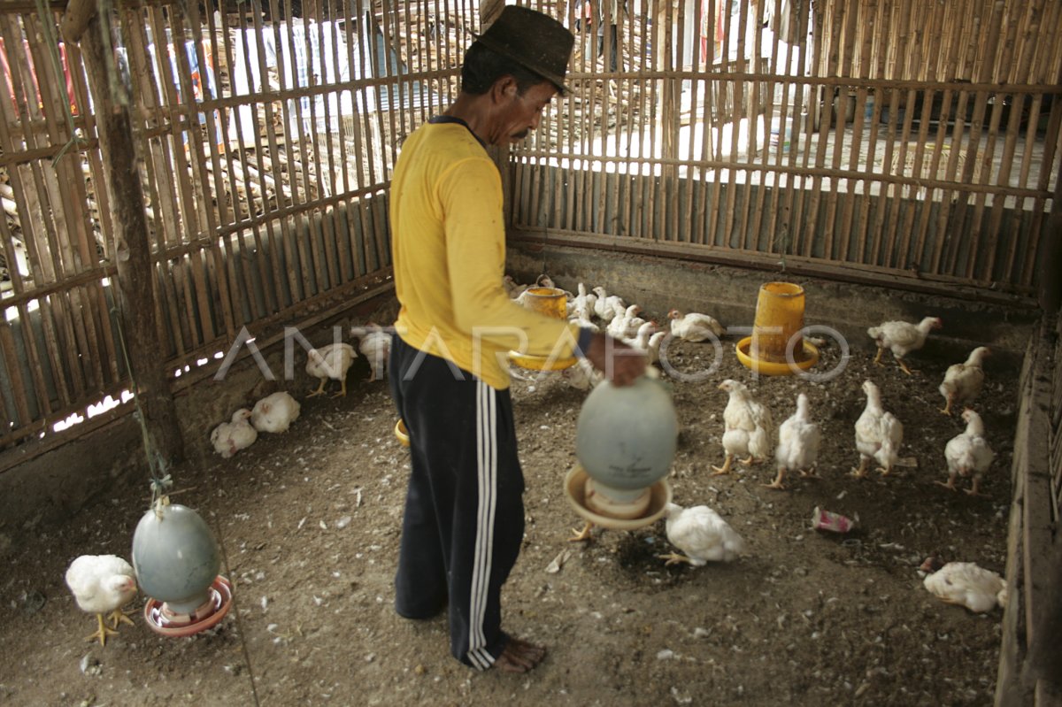 PETERNAK AYAM MERUGI | ANTARA Foto