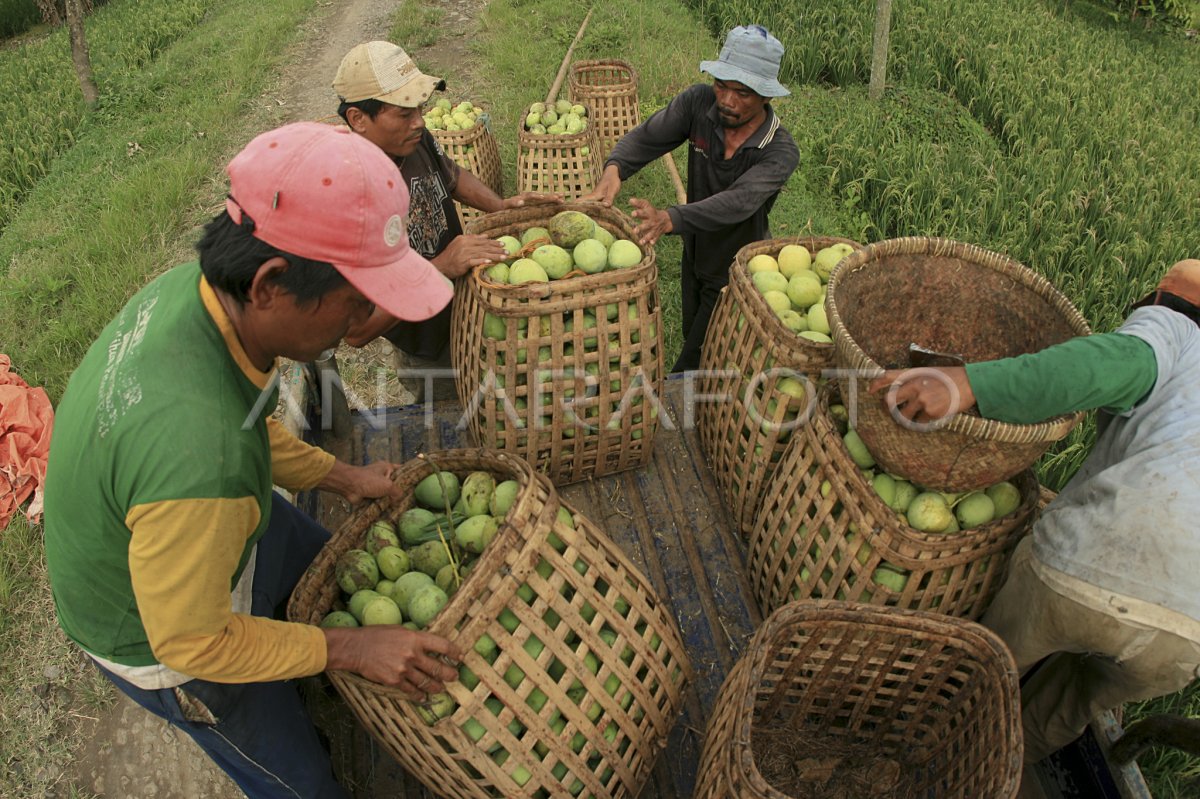 PANEN MANGGA | ANTARA Foto