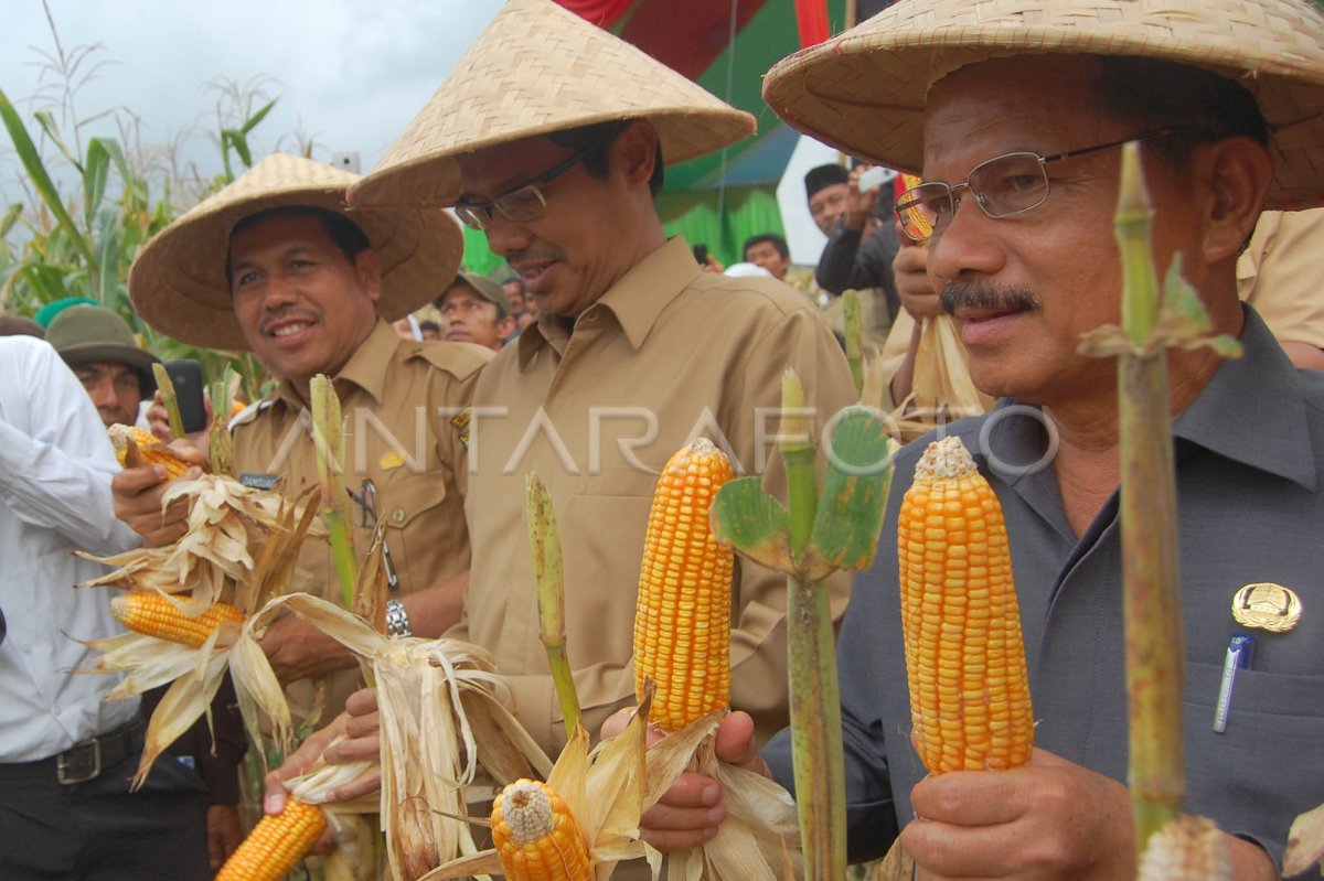 PANEN RAYA JAGUNG | ANTARA Foto