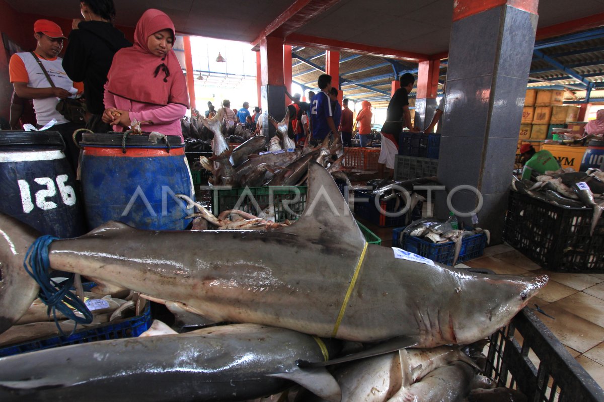 PENJUALAN SIRIP IKAN HIU | ANTARA Foto