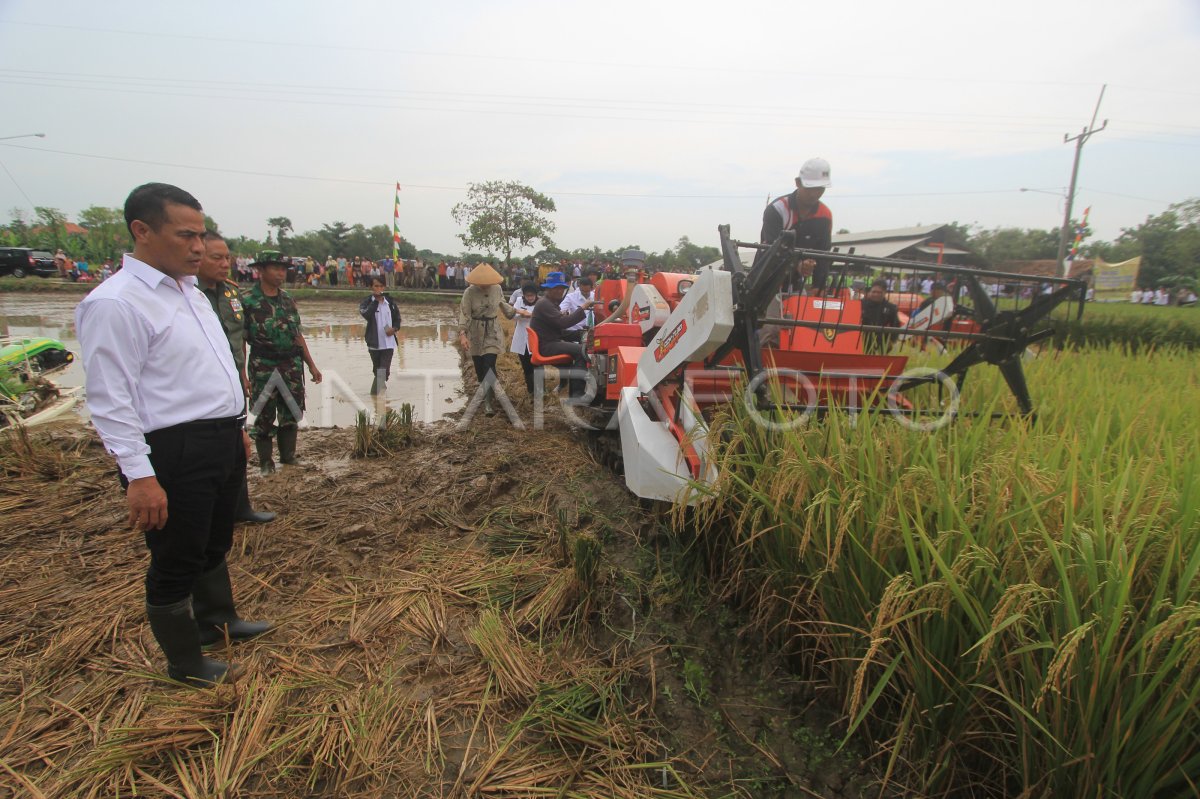PANEN RAYA PADI | ANTARA Foto
