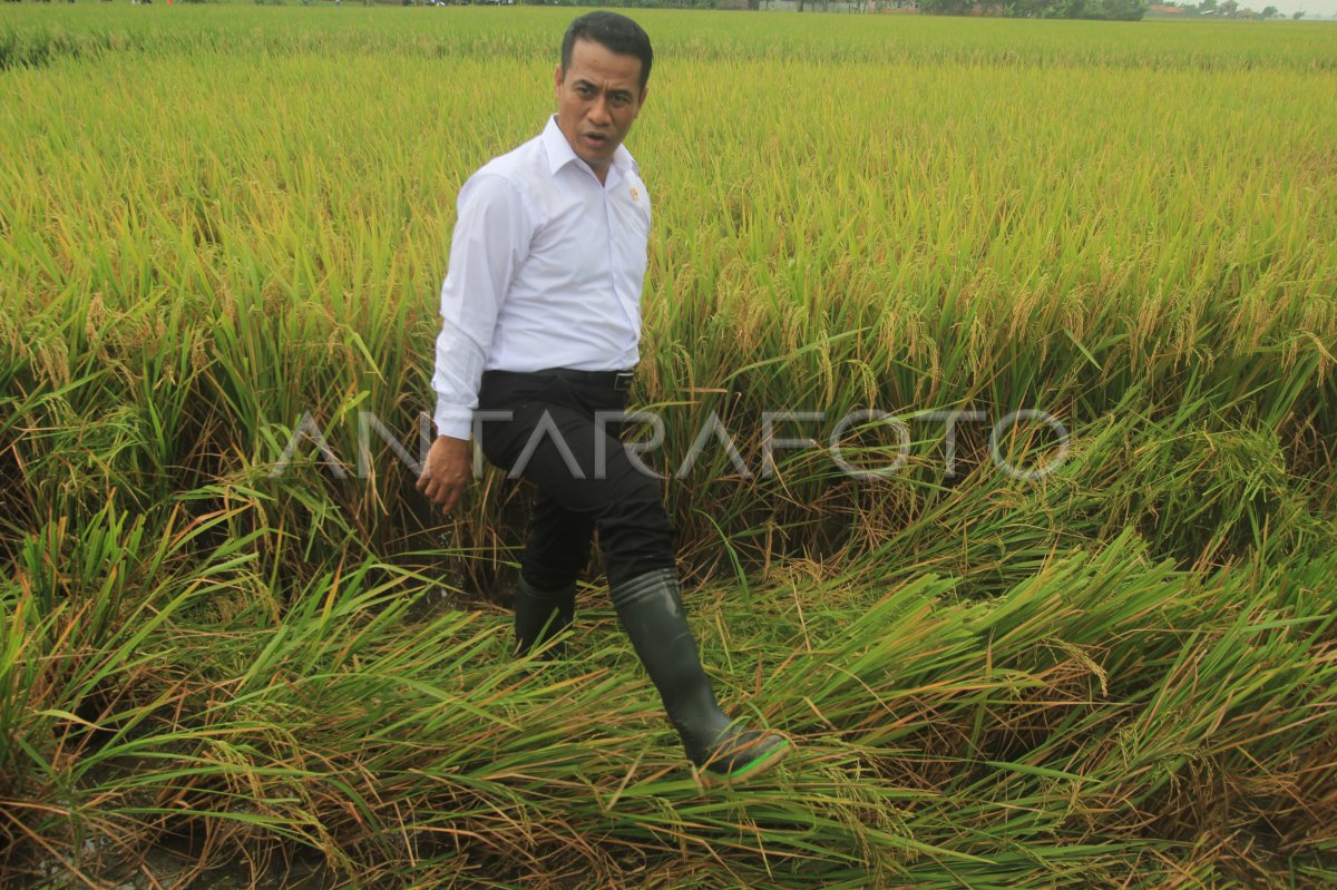 PANEN RAYA PADI | ANTARA Foto