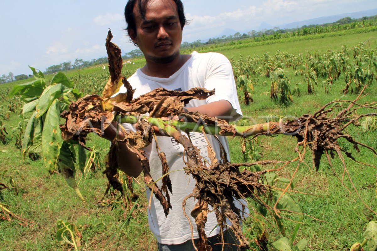 TANAMAN TEMBAKAU GAGAL PANEN | ANTARA Foto