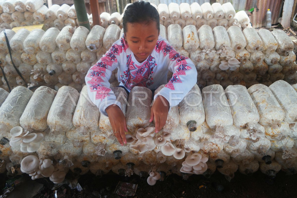 BUDIDAYA JAMUR TIRAM | ANTARA Foto