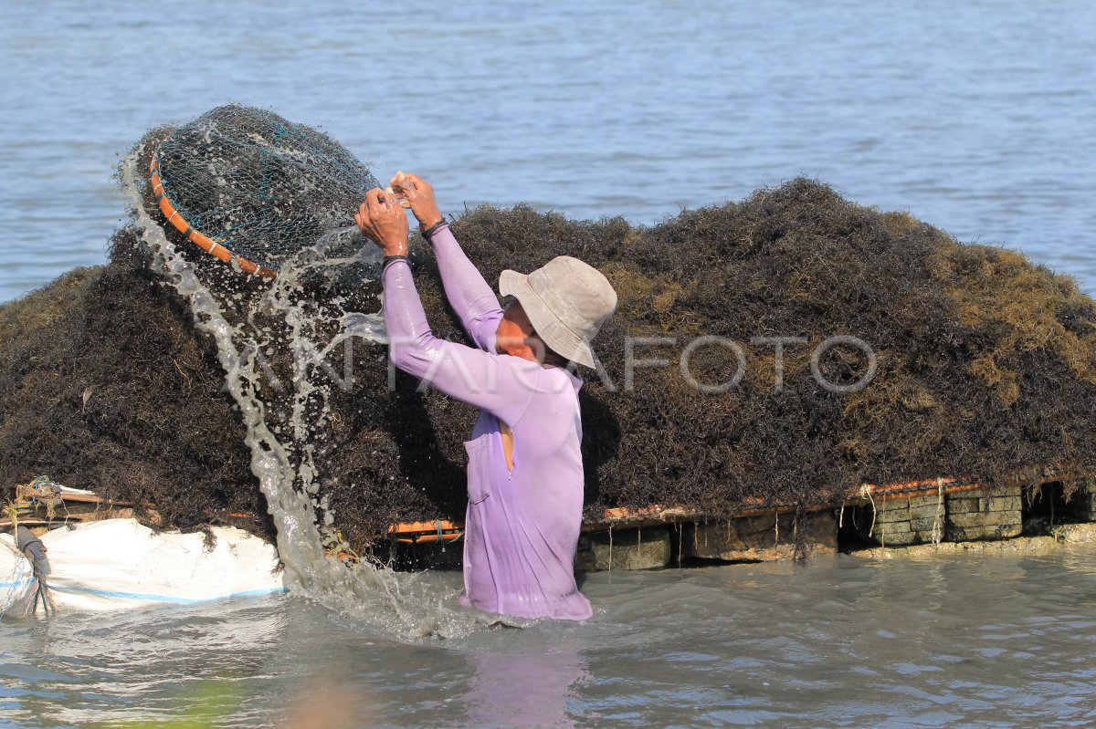 PANEN RUMPUT LAUT | ANTARA Foto