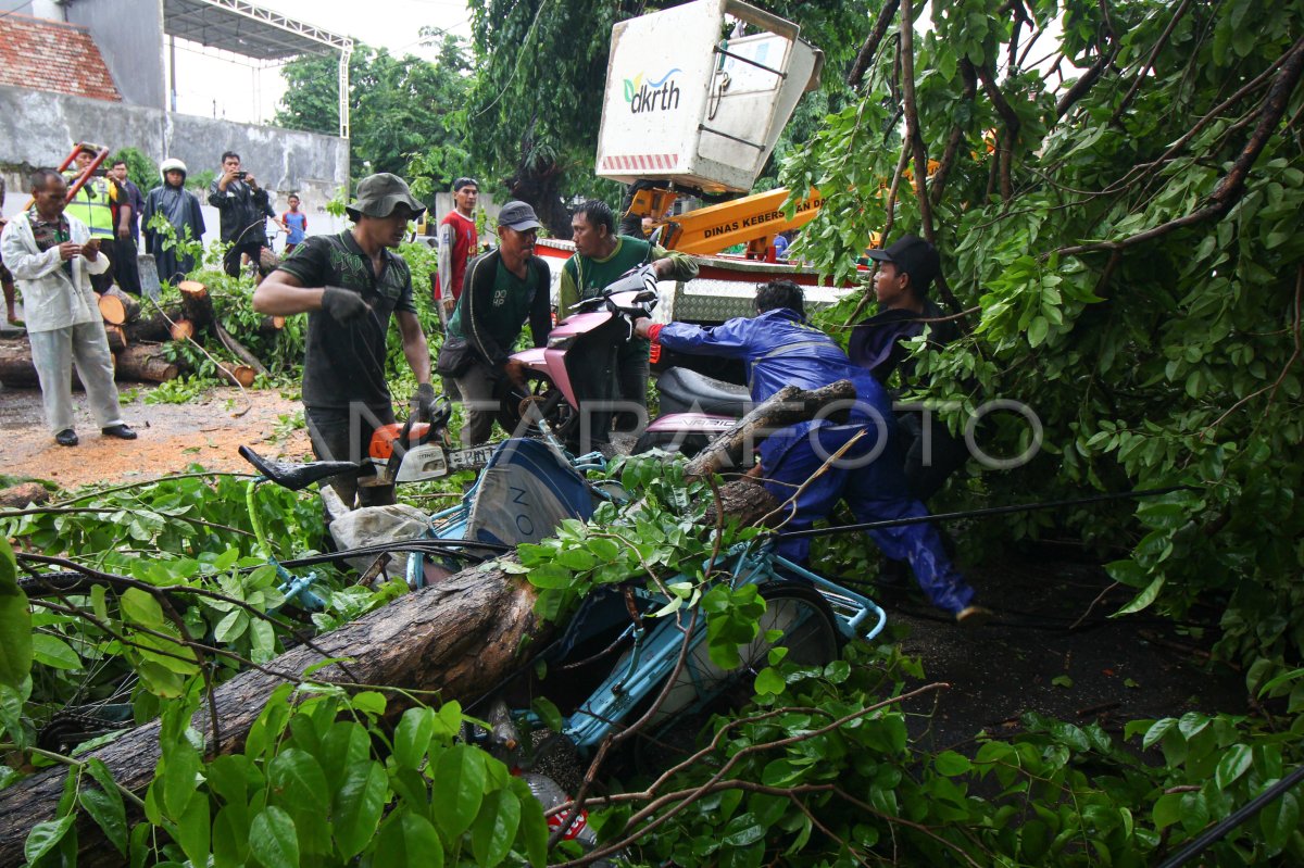 POHON TUMBANG AKIBAT ANGIN KENCANG | ANTARA Foto