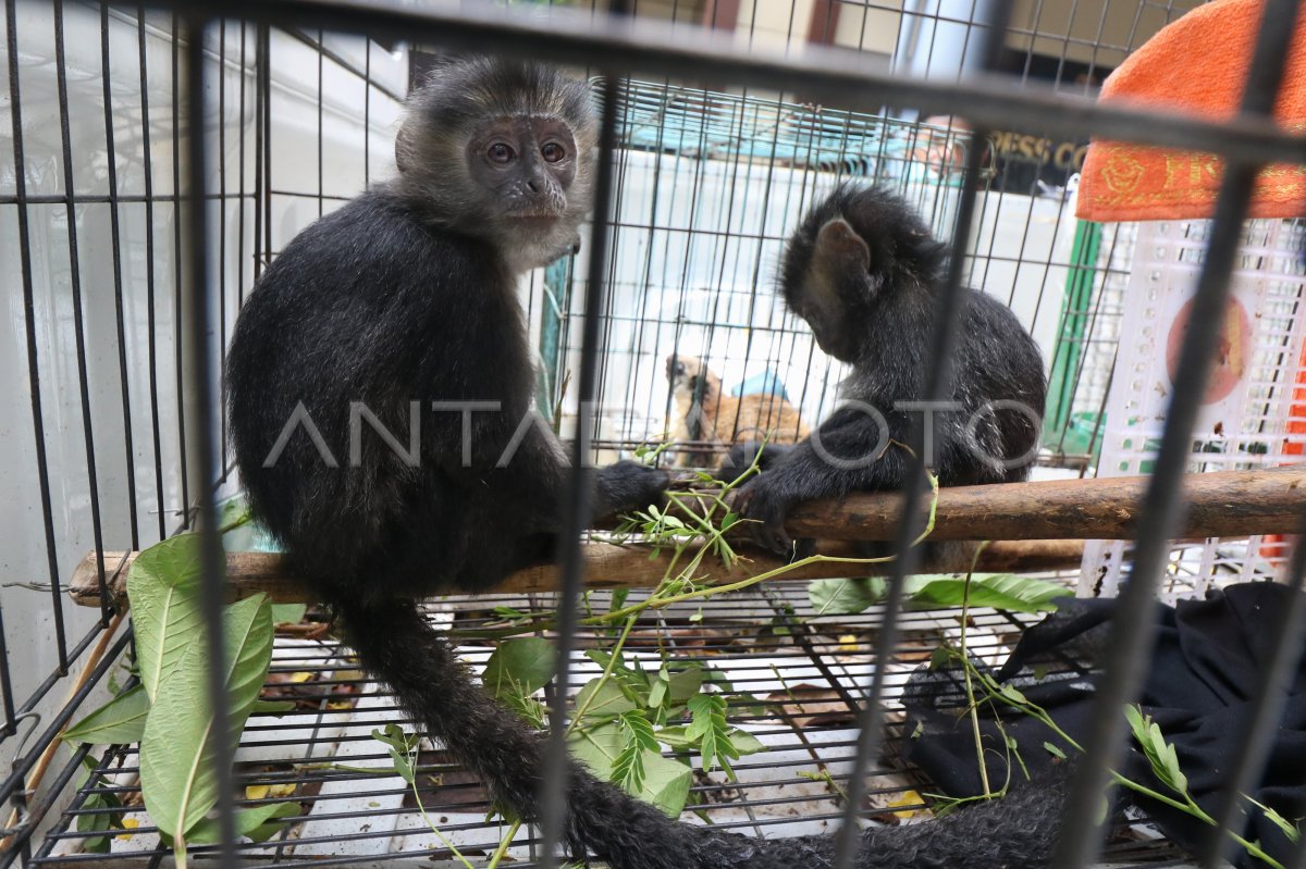 KASUS PERDAGANGAN SATWA DILINDUNGI | ANTARA Foto