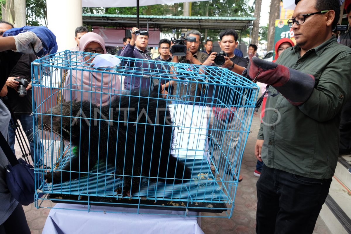 KASUS PEMELIHARAAN SATWA DILINDUNGI | ANTARA Foto