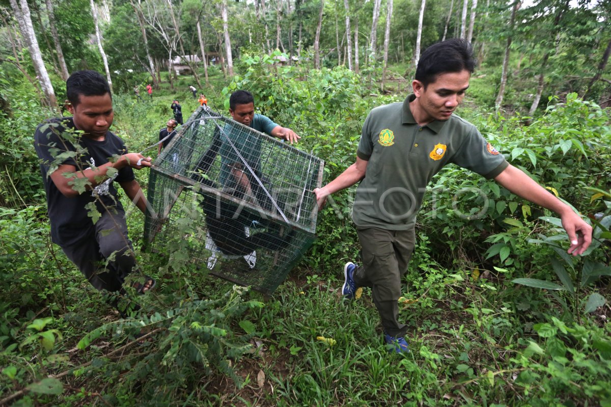 LEPAS LIAR SATWA DILINDUNGI | ANTARA Foto