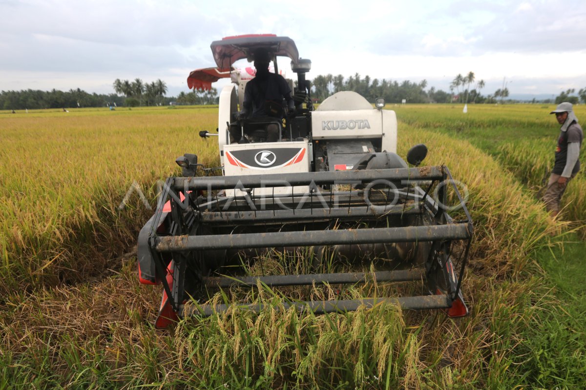 PANEN PADI DENGAN MESIN MODERN | ANTARA Foto
