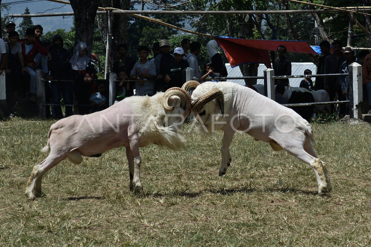 TRADISI ADU DOMBA GARUT | ANTARA Foto