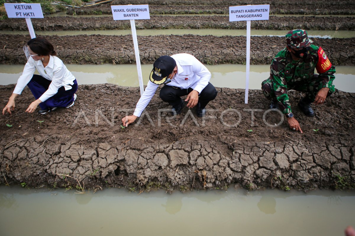 GERAKAN TANAM SERENTAK | ANTARA Foto