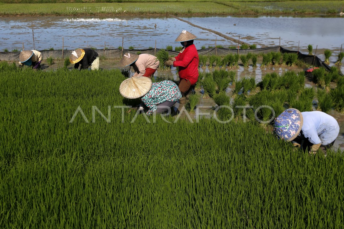 MUSIM TANAM PADI SERENTAK AWAL TAHUN 2021 | ANTARA Foto