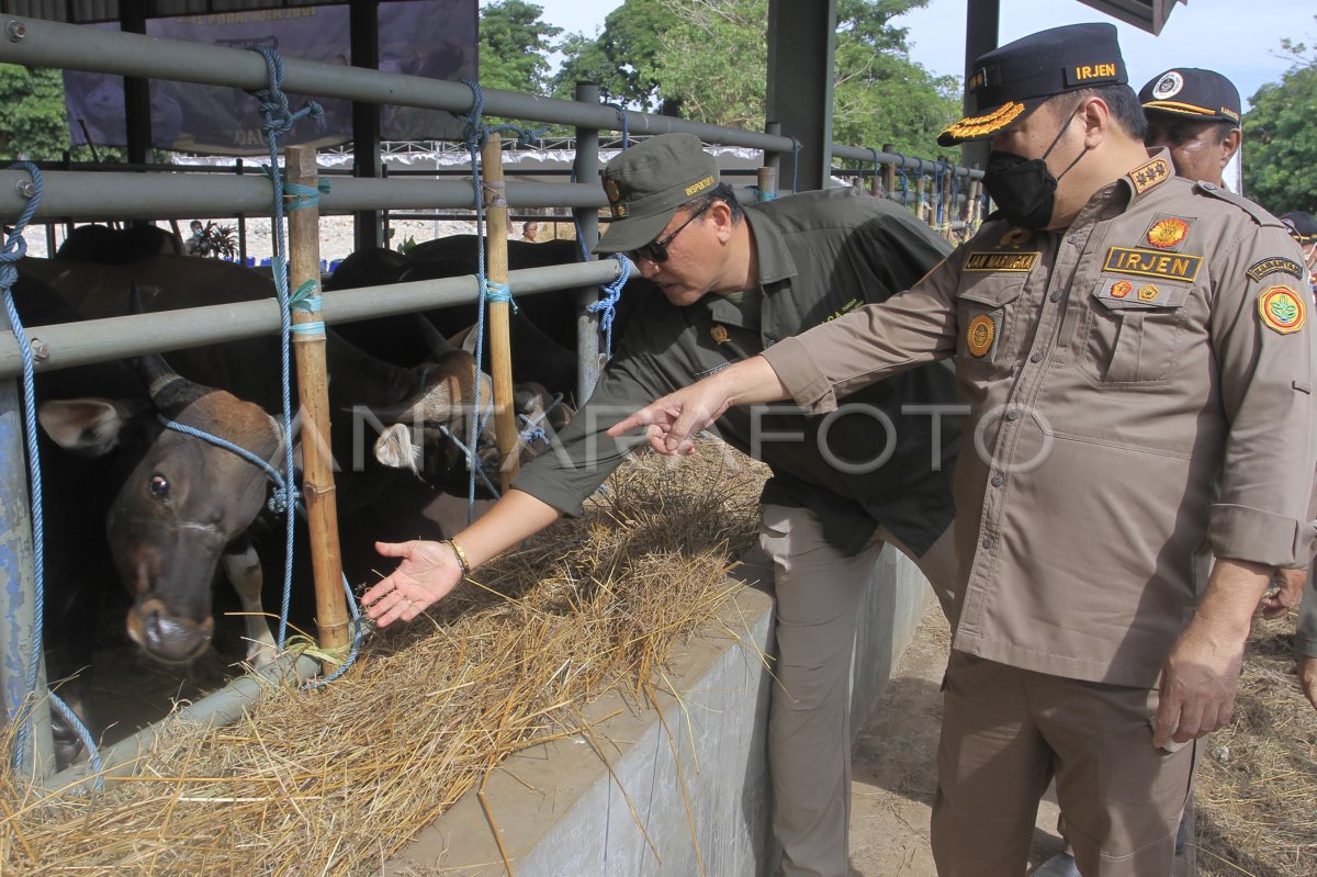 LIVESTOCK RELEASES FOR THE NEED OF ANIMAL CURBAN TO THE TIMEMANTAN | ANTARA Foto