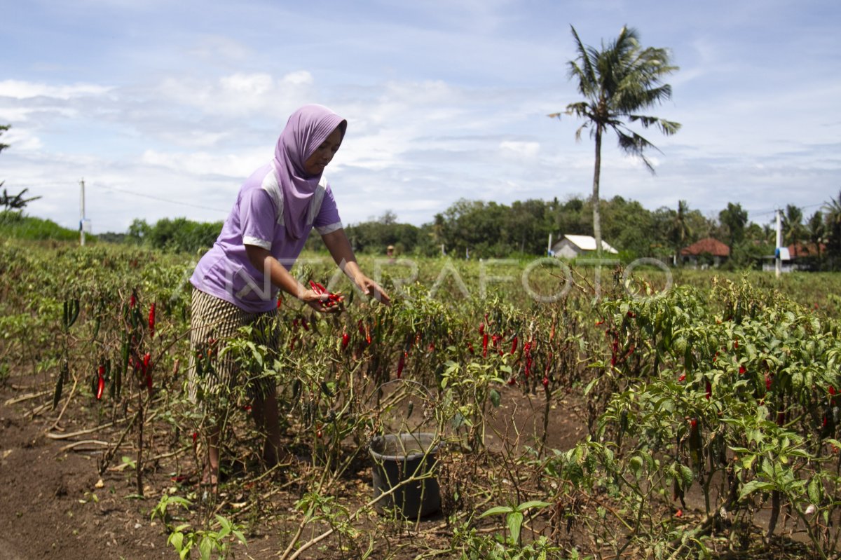 PETANI CABAI GAGAL PANEN AKIBAT BANJIR | ANTARA Foto PETANI CABAI GAGAL PANEN AKIBAT BANJIR | ANTARA Foto