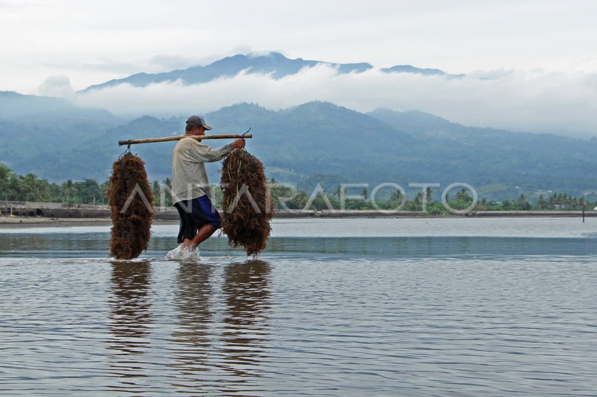 BUDI DAYA RUMPUT LAUT | ANTARA Foto BUDI DAYA RUMPUT LAUT | ANTARA Foto