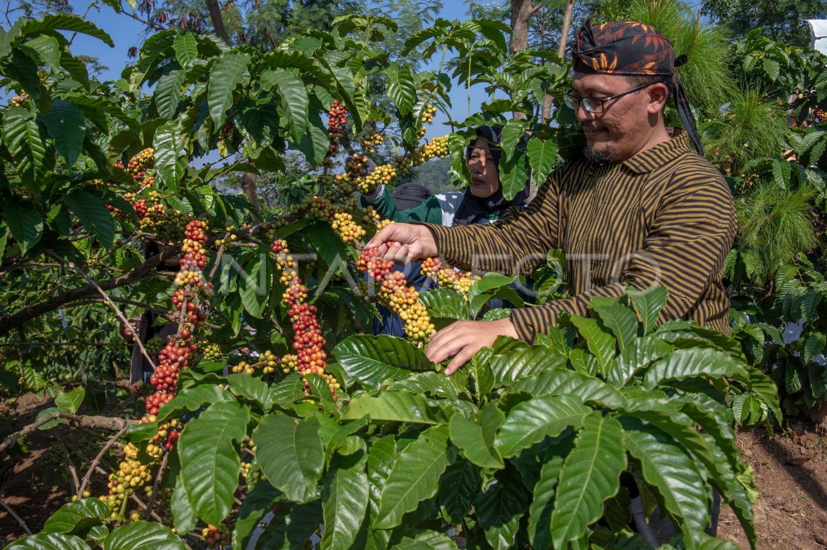 Tradisi wiwit panen raya kopi di Perkebunan Kopi Jollong | ANTARA Foto
