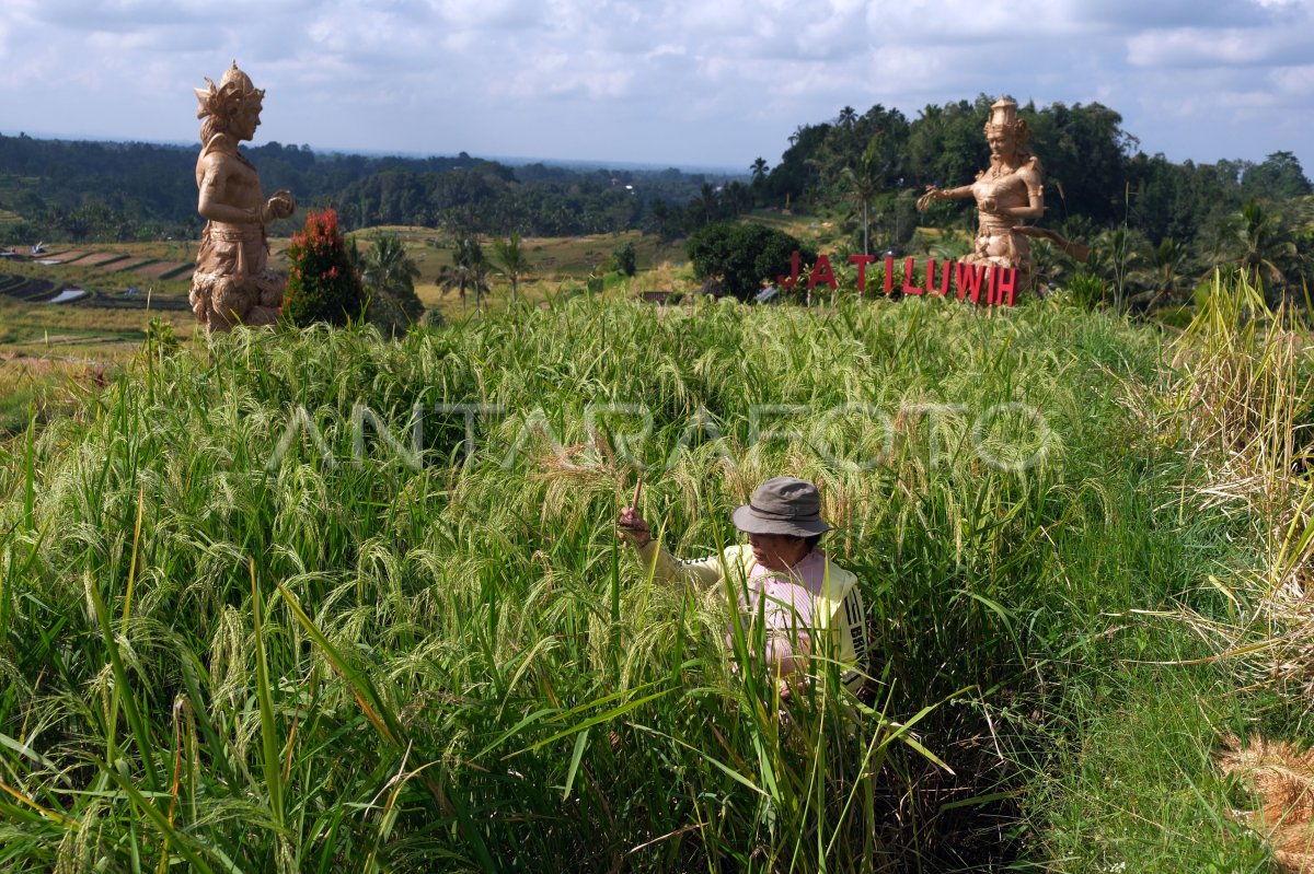 Panen raya padi beras merah di Tabanan Bali | ANTARA Foto