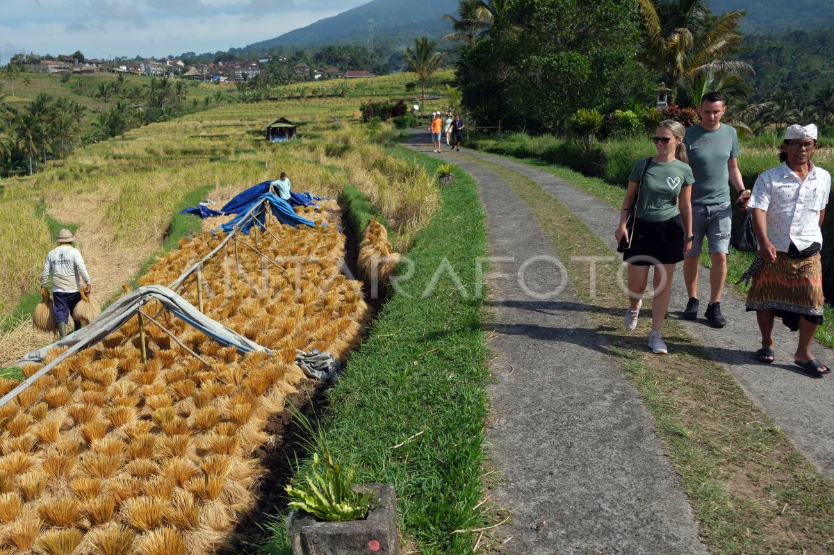 Panen raya padi beras merah di Tabanan Bali | ANTARA Foto