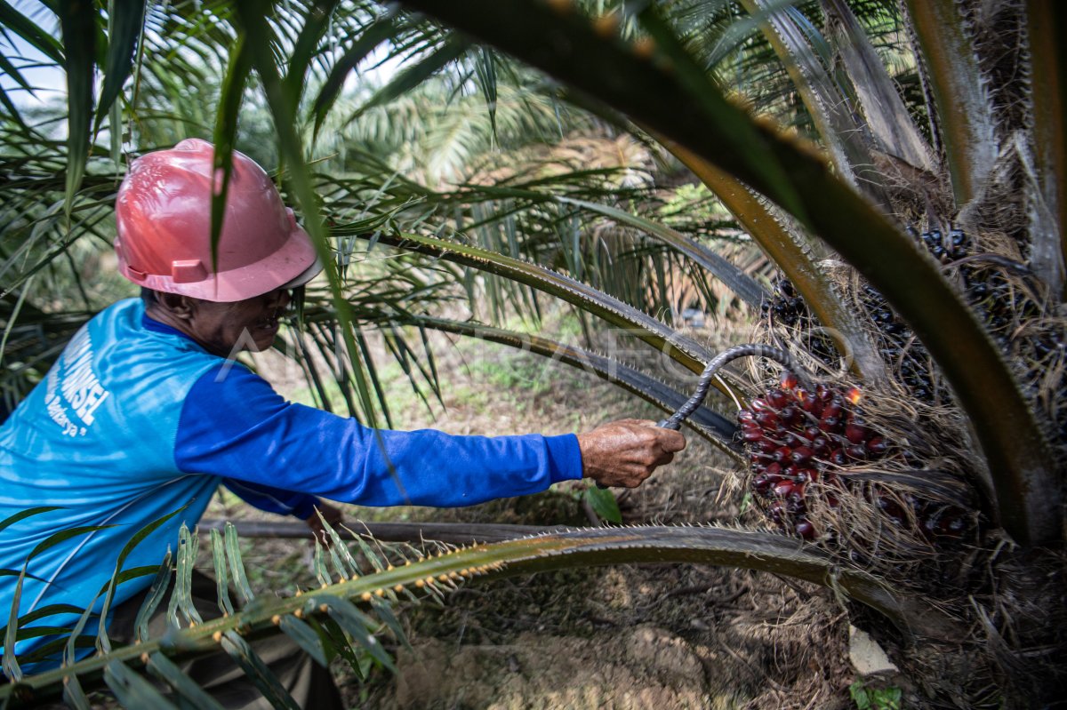 Panen perdana program Peremajaan Sawit Rakyat di OKI | ANTARA Foto