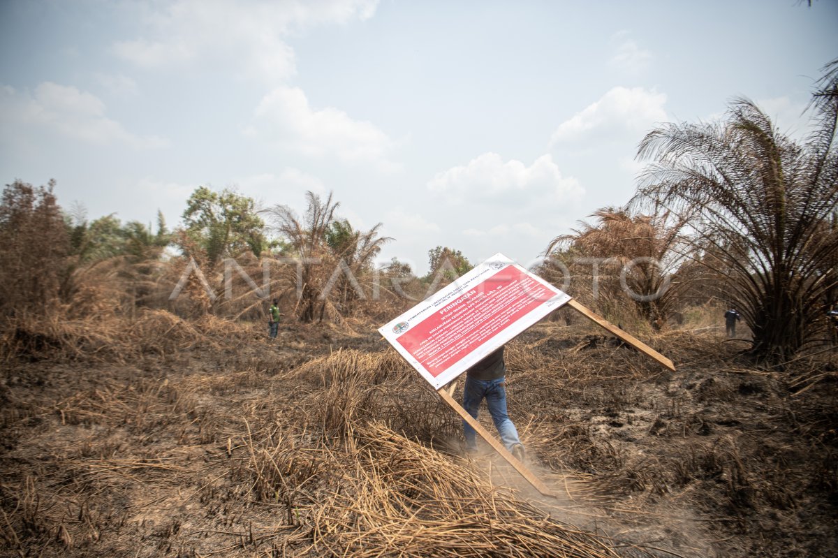 Gakkum KLHK segel lahan milik sampoerna agro dan tempirai | ANTARA Foto