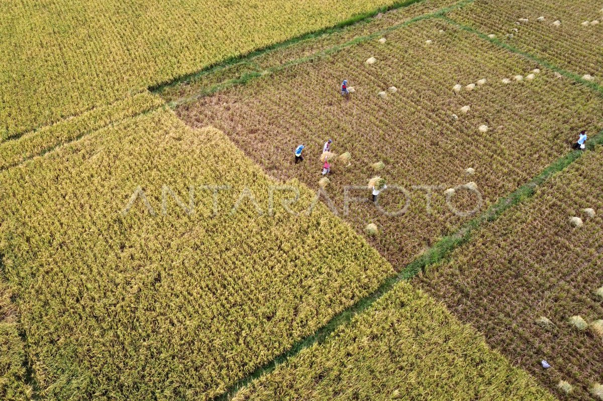 Luas panen padi di Gorontalo meningkat | ANTARA Foto