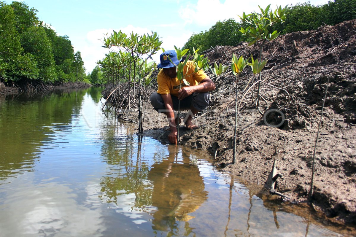 Upaya rehabilitasi ekosistem mangrove | ANTARA Foto