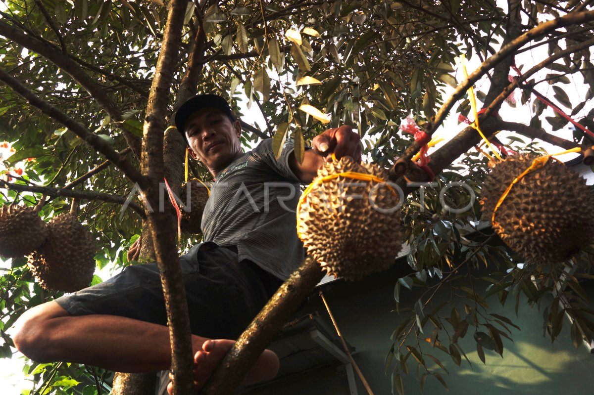 Durian lokal Wonosalam Jombang | ANTARA Foto