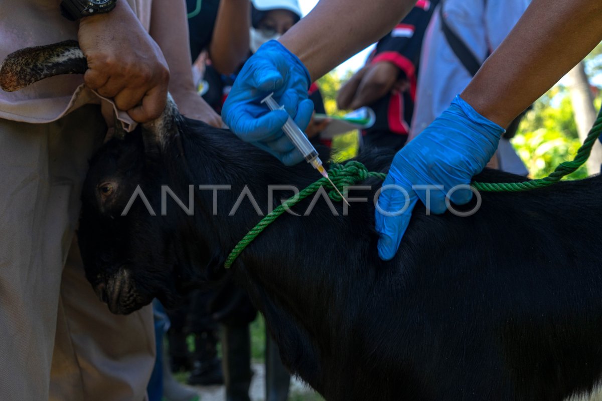 Vaksinasi antraks di DIY | ANTARA Foto