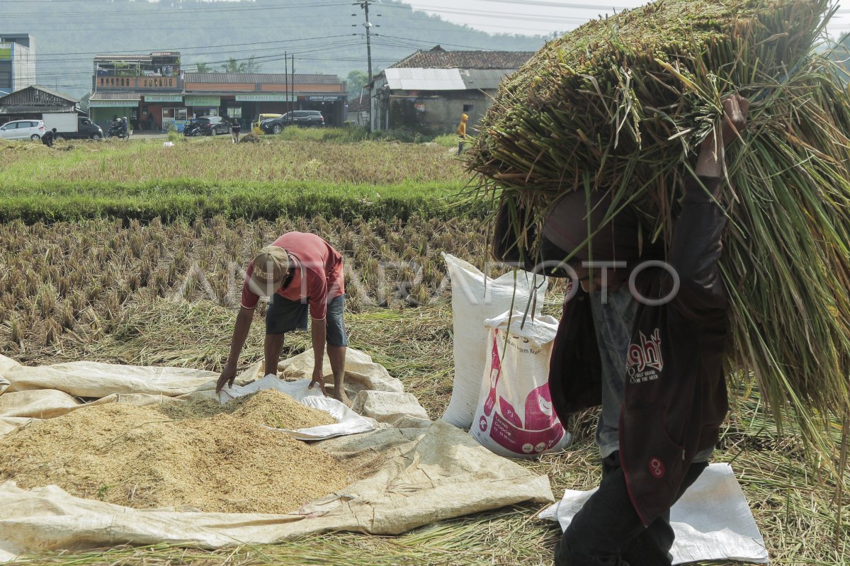 Penyerapan gabah kering panen | ANTARA Foto