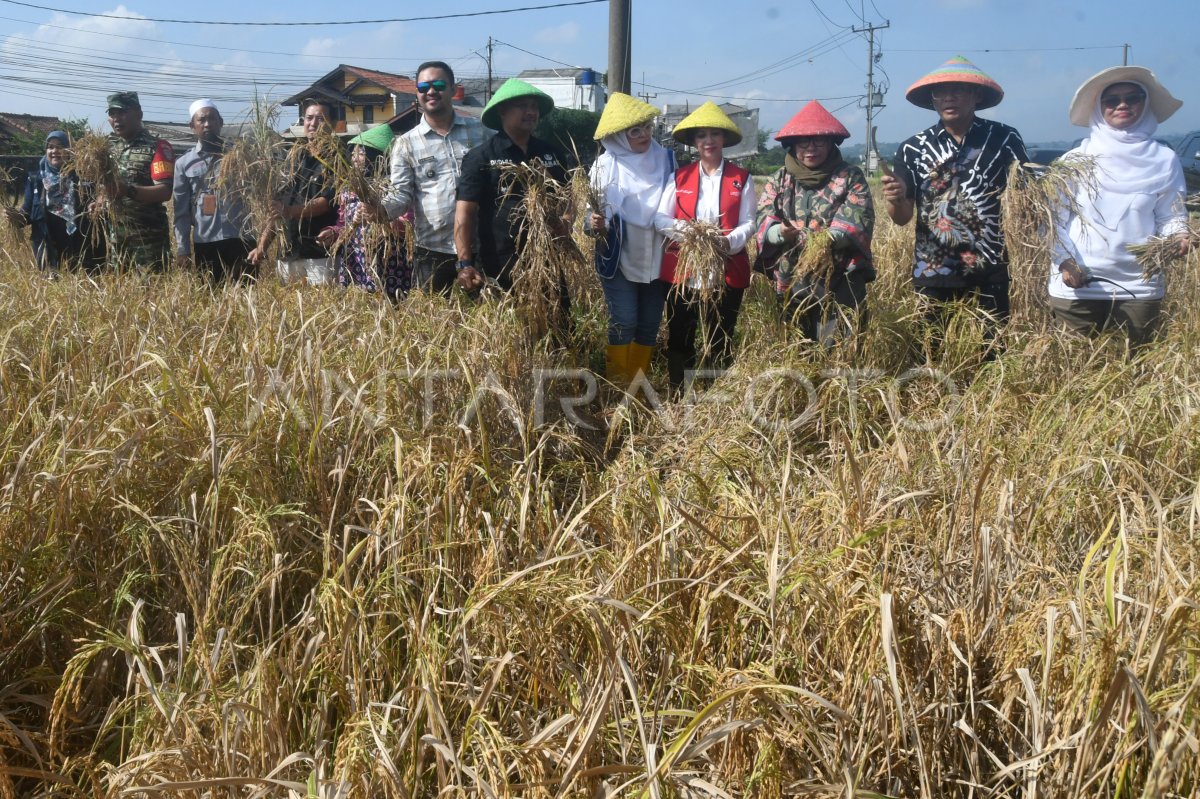 Panen raya padi nutrizinc di Kota Bogor | ANTARA Foto