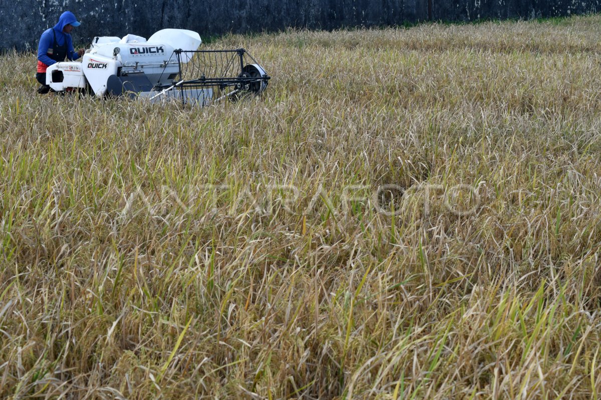 Panen raya padi nutrizinc di Kota Bogor | ANTARA Foto