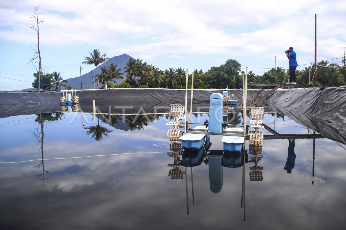 Proyek Budidaya Udang Vaname Terbengkalai di Halmahera Barat | ANTARA Foto Proyek Budidaya Udang Vaname Terbengkalai di Halmahera Barat | ANTARA Foto