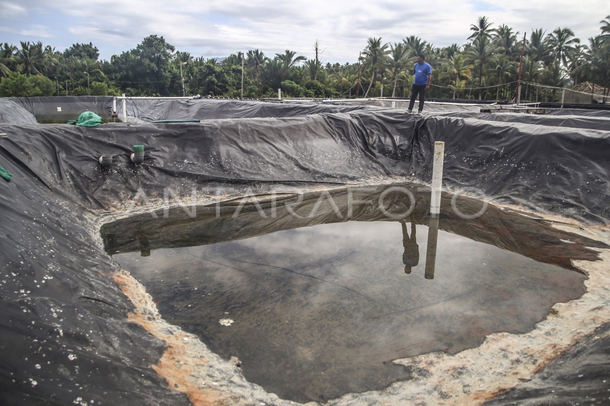 Proyek Budidaya Udang Vaname Terbengkalai di Halmahera Barat | ANTARA Foto Proyek Budidaya Udang Vaname Terbengkalai di Halmahera Barat | ANTARA Foto
