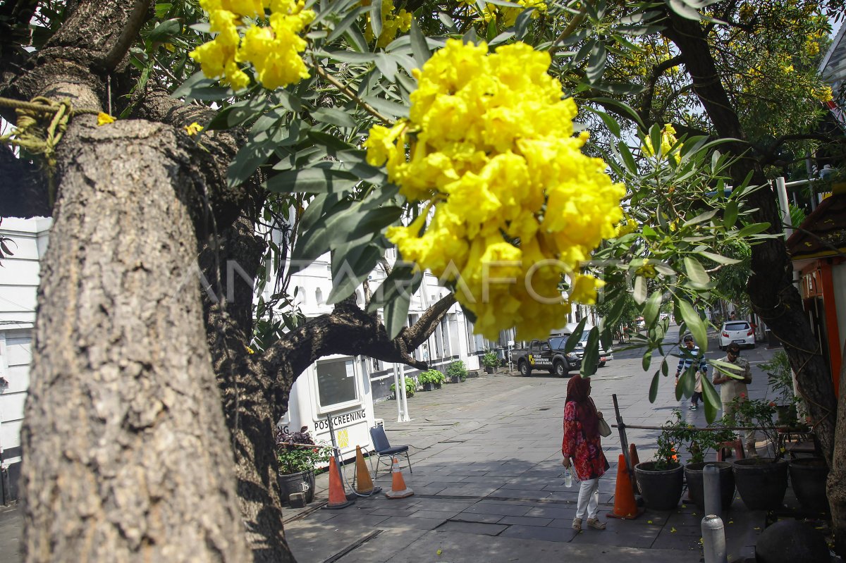 Bunga Tabebuya bermekaran di Kota Tua Jakarta | ANTARA Foto