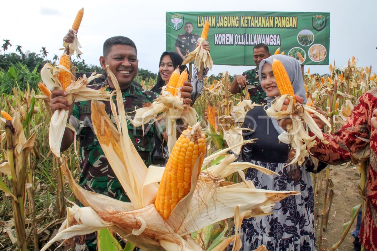 Panen raya jagung Korem Lilawangsa Aceh | ANTARA Foto